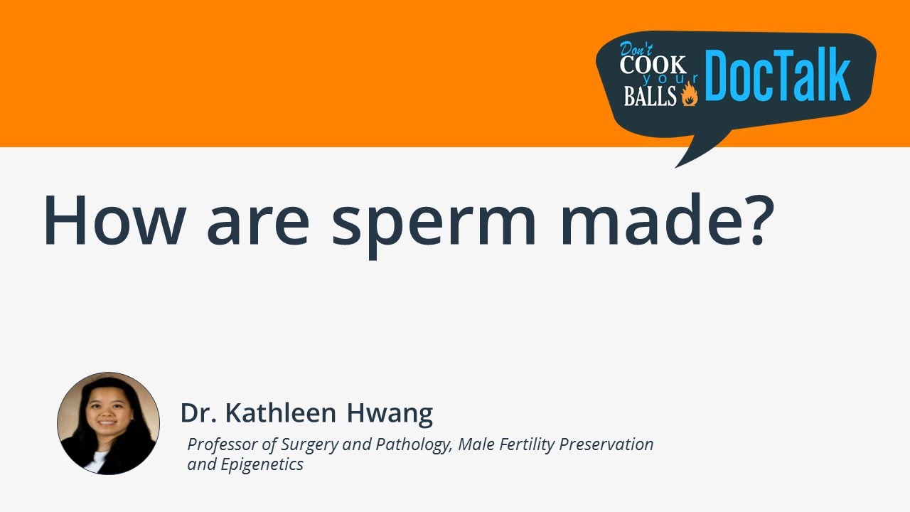 How Sperm Are Made