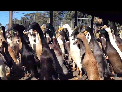 Indian Runner Ducks a Better Vineyard Pest Control?