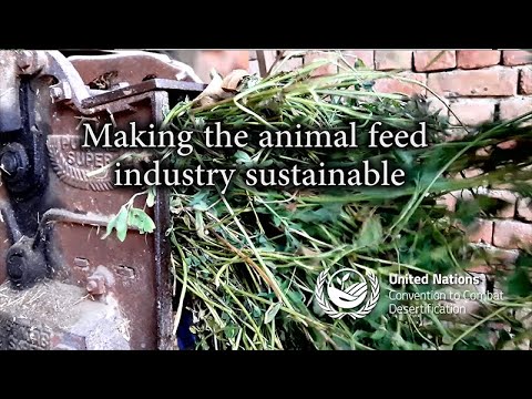 Making animal feed industry sustainable