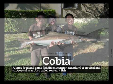 How Does Cobia Look? | How to Say Cobia in English? | What is Cobia?