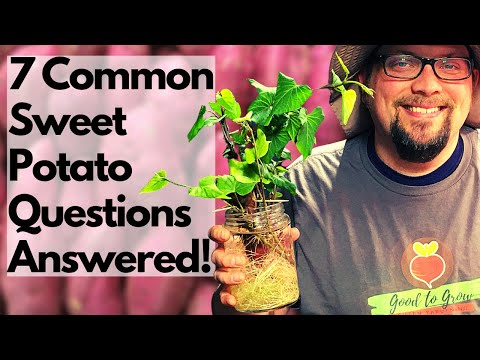 7 Common Sweet Potato Growing Questions Answered | Guten Yardening
