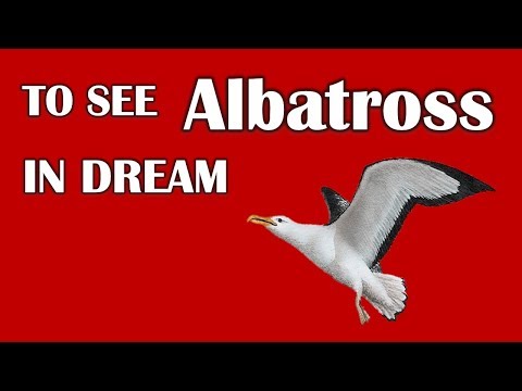 To See Albatross in Dream, Dream Dictionary