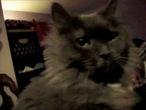 Ryan Seacrest tries to High 5 (five) a Cat! - American Idol