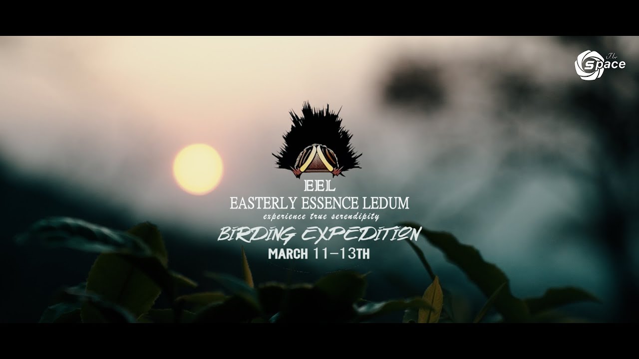 EASTERLY ESSENCE LEDUM 3 DAY BIRDING EXPEDITION CONCLUDES.