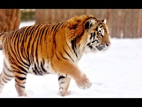 The Animals that Survive on the Korean Border
