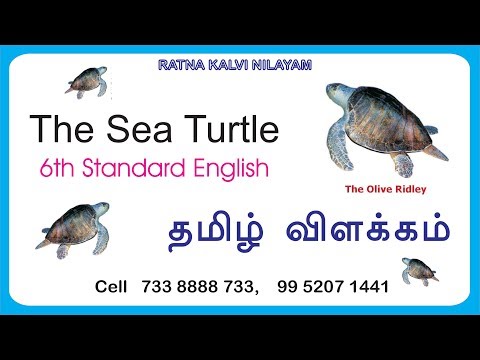 Sea Turtles, 6th Standard English - தமிழ் விளக்கம்