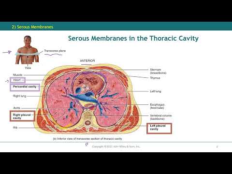 Chapter 1 Serous Membrane