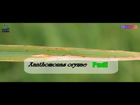 Xanthomonas Oryzae