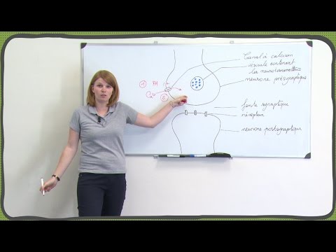 SVT - Le message nerveux - Le neurone - La synapse