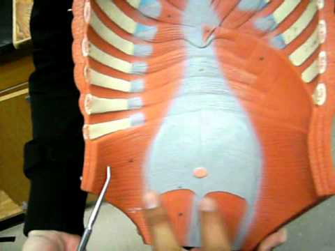 Anatomy Muscle Test: Upper Axial Region
