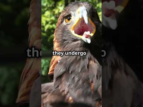 Soar Like An Eagle: Unlocking Your Potential for Success | Embrace Change & Rise above challenges 💪