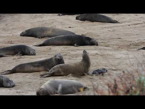 Charismatic megafauna – Notes from a California naturalist