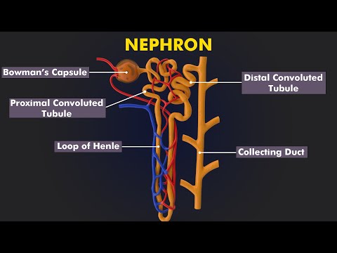 Structure and Function Of Nephron: How Urine is formed? 3d animation & Illustration