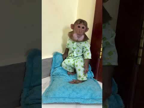 Wow Monkey Jack very warm snack fully pouch