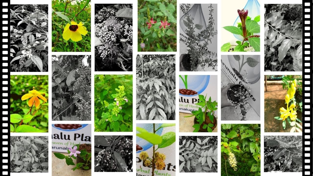 Ela Nitul | Ela Nitol | Plumbago zeylanica | Arunalu Plants