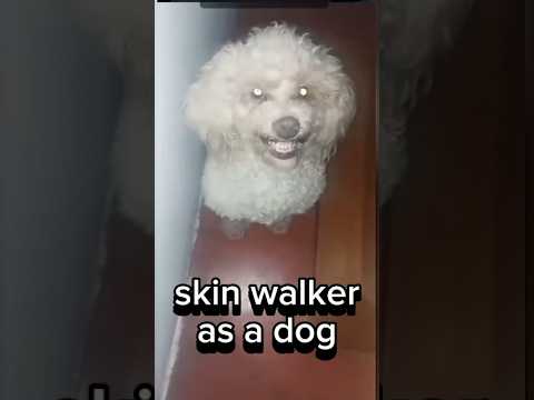 Skin walker as a dog #scary #skinwalker #horrorshorts#horror#trendingshorts#millionsviews#subscribe