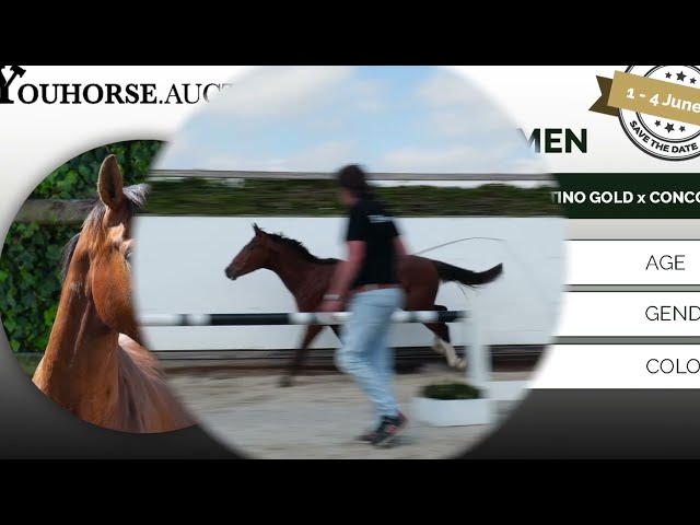 Youhorse.auction | Sikke Nammen