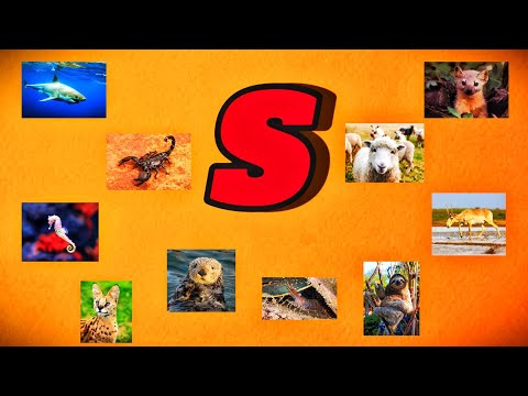 10 Animals Start with S