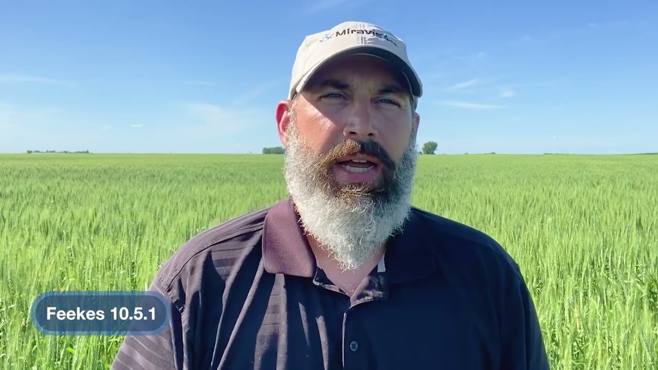 High Yield Wheat Tips: Scouting Key Diseases