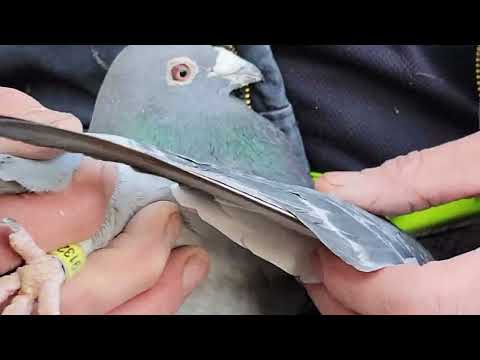 Speed bird theory | Racing Homer Pigeon