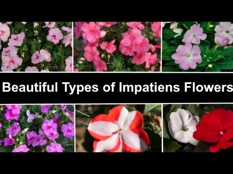 Busy Lizzie balsam| Varieties of Impatiens and Planting #plants #impatiens#blossom #gardening