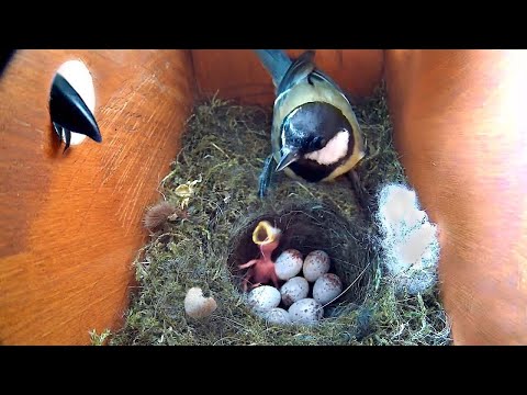 THE NEWLY BORN LITTLE BIRDS WERE SUBJECTED TO ATTACK BY A PREDATOR!