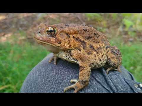 American Toad (Anaxyrus americanus) 🐸
