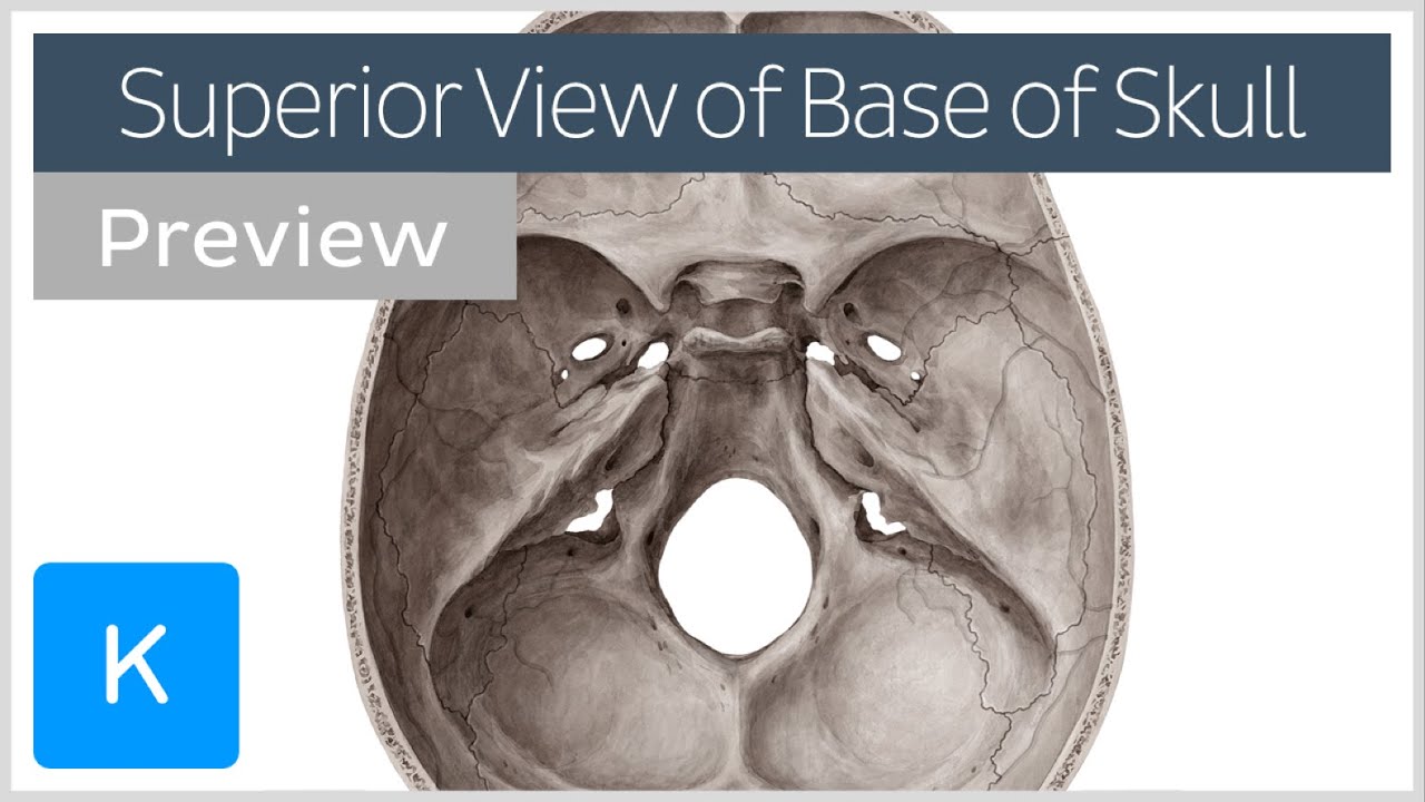 Superior view of the base of the skull (preview) - Human Anatomy | Kenhub