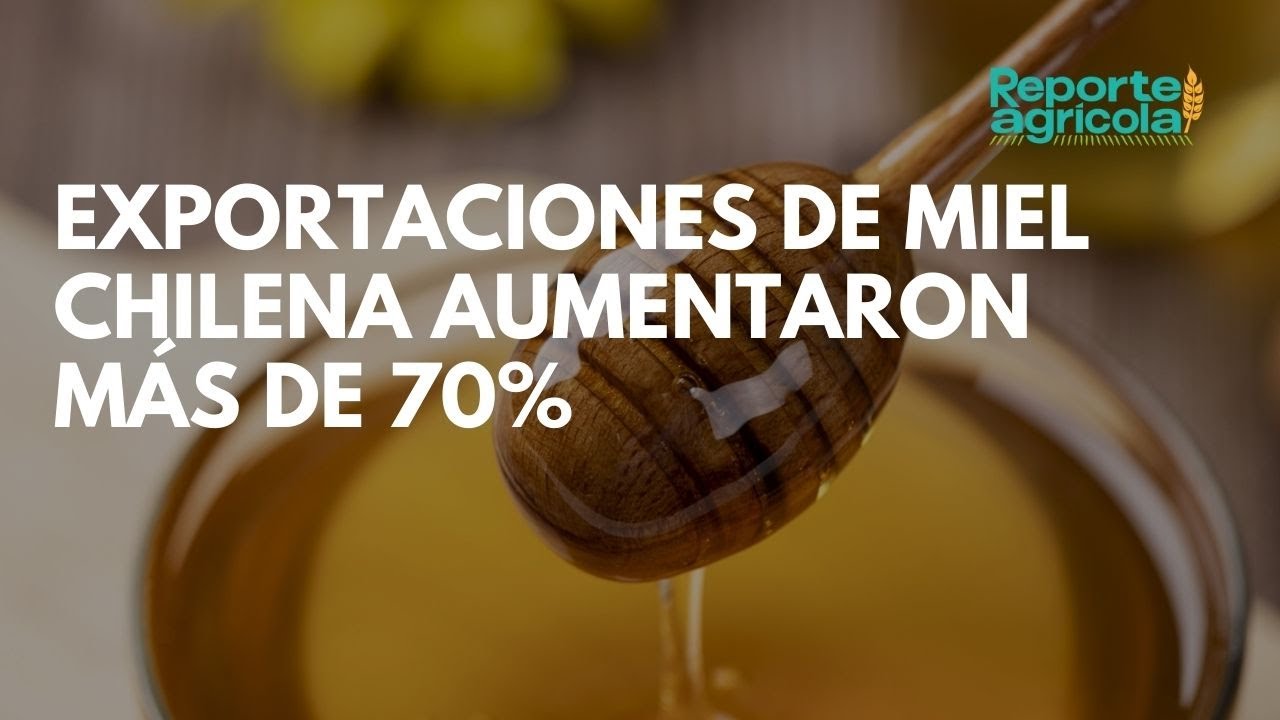 Exportaciones de miel chilena aumentaron más de 70% el primer semestre del 2025