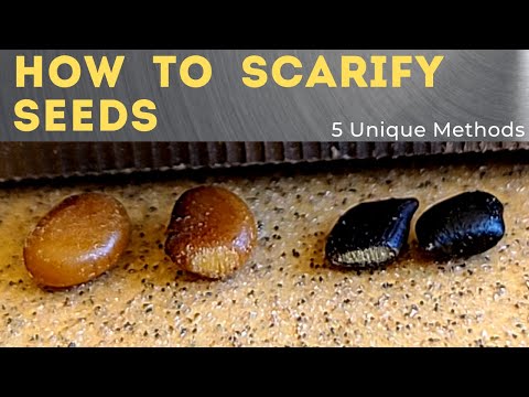 5 Ways to Scarify Seeds - Seed Scarification 101