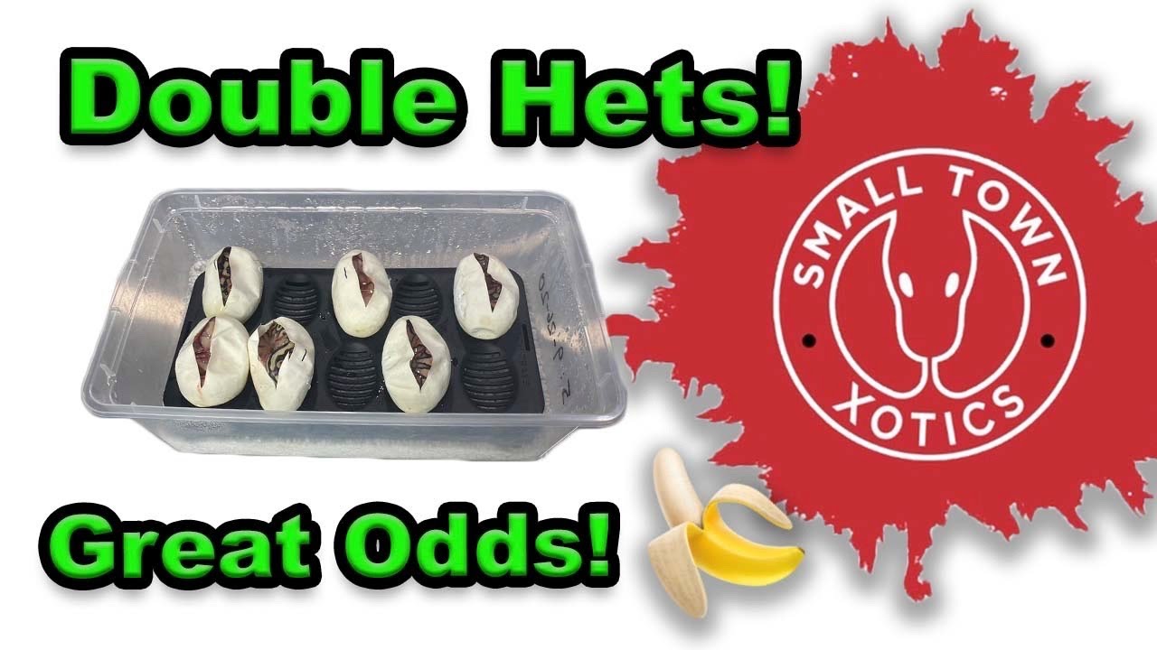 Ball Python Egg Cutting | STX-20-05