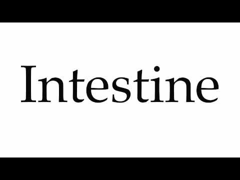 How to Pronounce Intestine