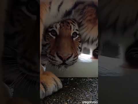 Tigers licking frozen goat milk. #Shorts