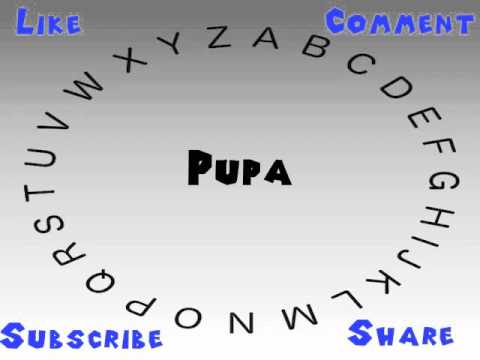 How to Say or Pronounce Pupa