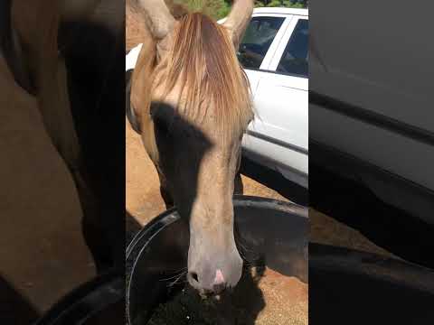 Review of ad lib feeding for horses with bad teeth, suitable for elderly and hard doers. Caution ⚠️