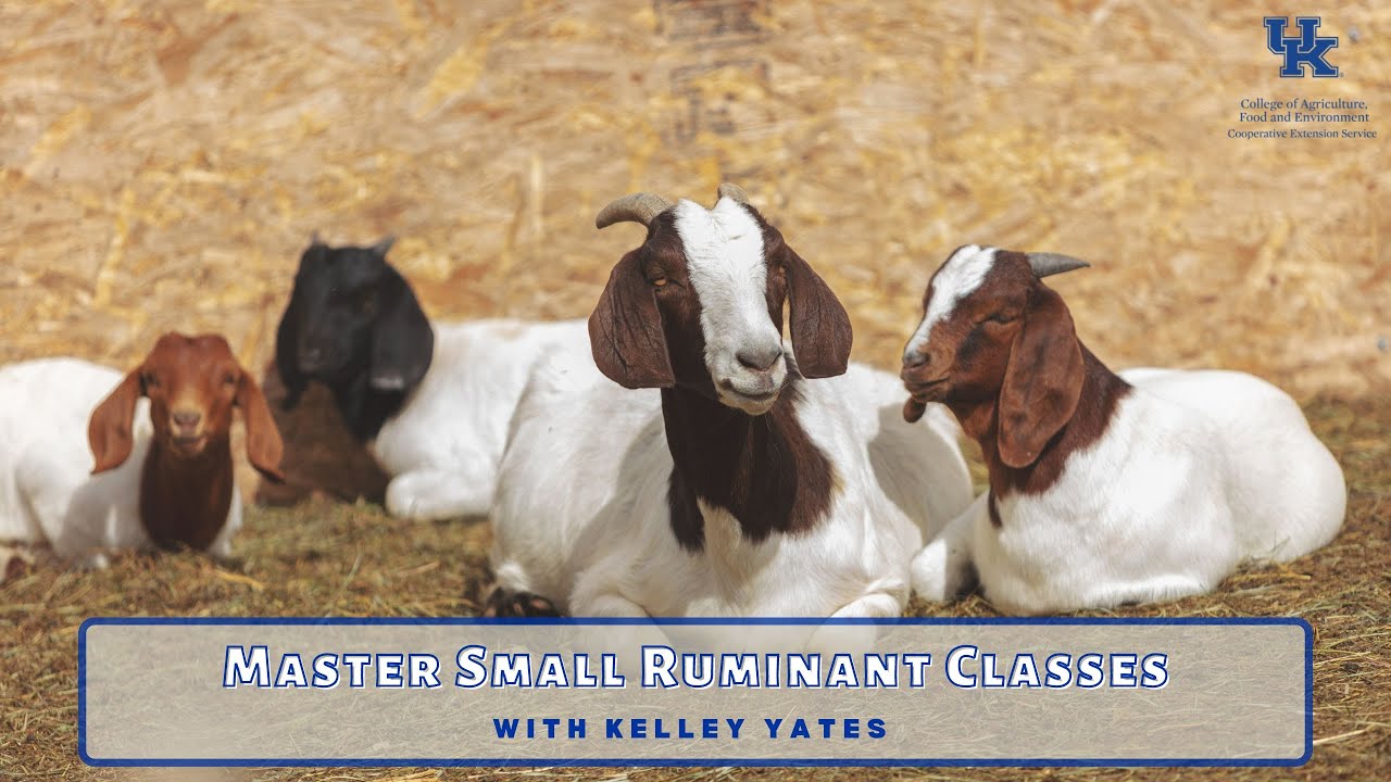 Master Small Ruminant Classes
