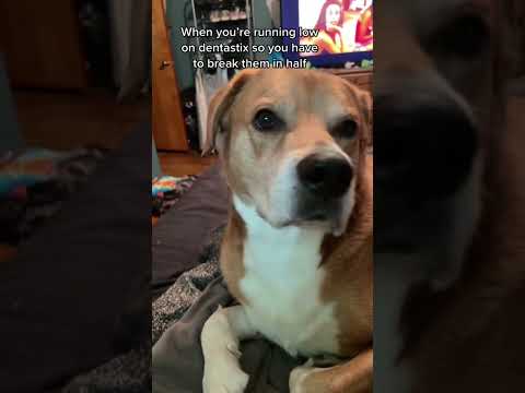 When Dentastix Are Life