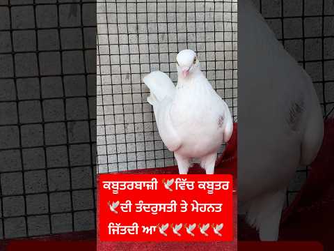 #pigeon #pigeonlaver #bird #kabootar #kabutar #kabootarbazi #pigeons #birds #knowledge