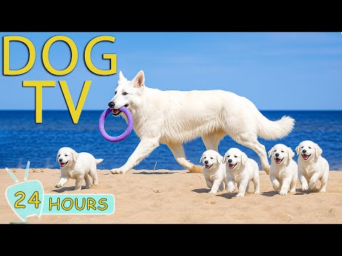 Dog TV: Video to Keep Your Dog Entertained & Stress-Free When Home Alone - Collection Music for Dogs