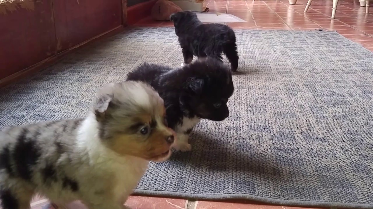 Toy Australian Shepherds, Blue Merle, and Black Tri.