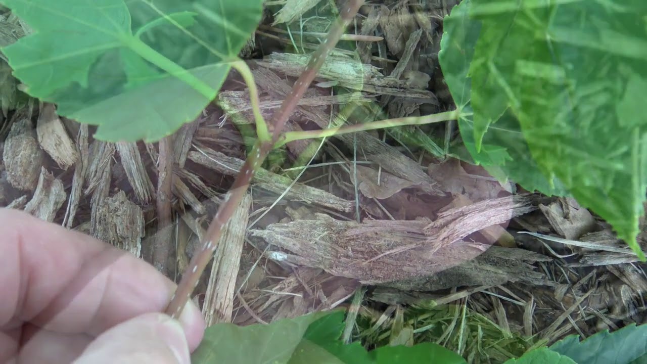 Identifying red maple