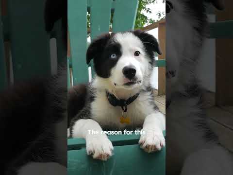 Some border collie puppies can have two different colored eyes #dogs #bordercollie #dogeyes