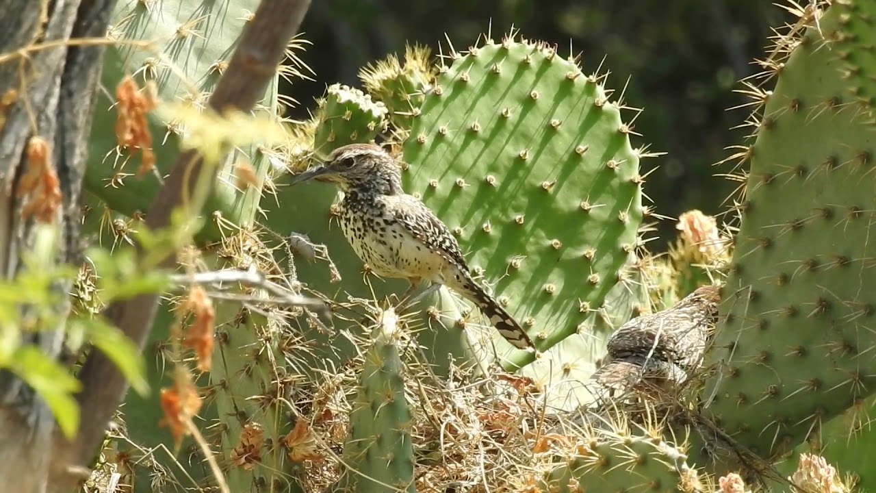 Cactus Wrens building a Nest