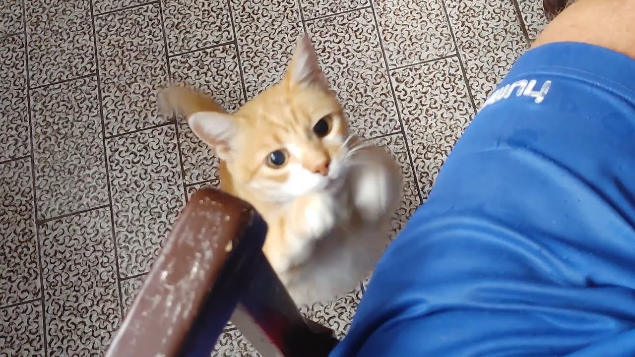 Cute Cat Wiggles Butt Before Pouncing