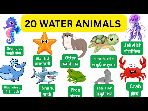 Sea Animals | Water animals names - Hindi and English | Babylearning|#wateranimals #seaanimals