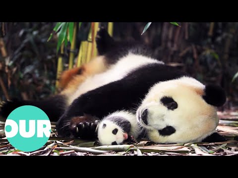 How Mothers Raise Their Wild Animal Babies | Our World