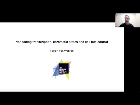 Folkert van Werven: "Noncoding transcription, chromatin states and cell fate control"