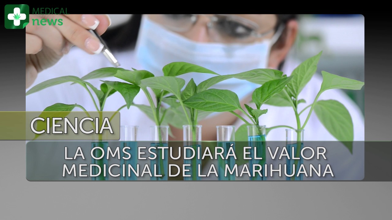 La OMS estudiará el cannabis - MEDICAL NEWS