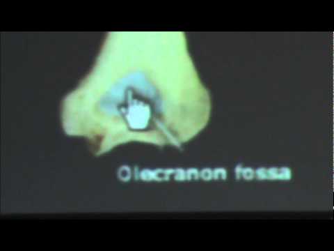 Humerus (Posterior View)