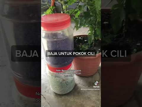 Baja Untuk Pokok Cili